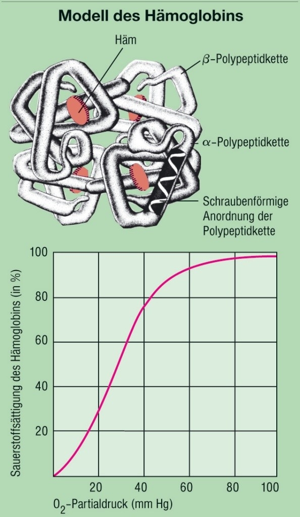 Hämoglobin | wissen.de