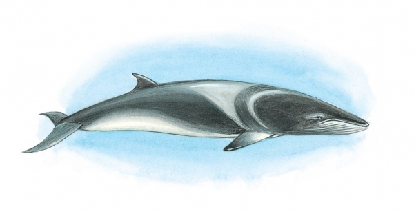 Zwergwal | wissen.de