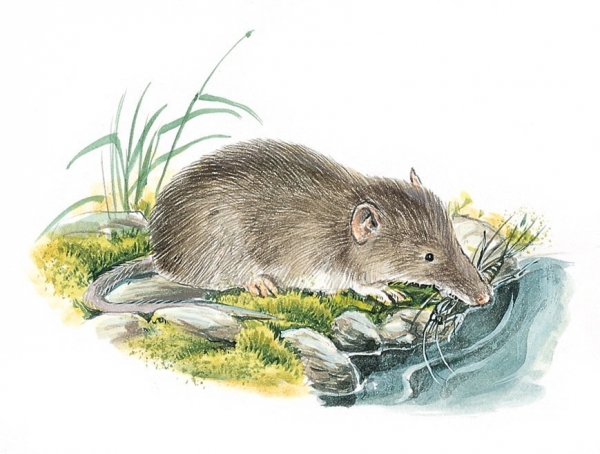 Spitzmäuse | wissen.de