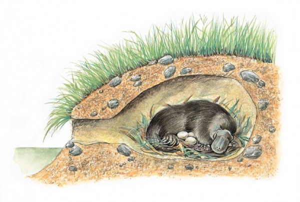 Schnabeltier | wissen.de