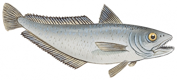 Seehecht | wissen.de