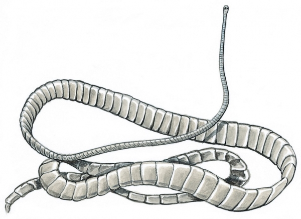 Bandwürmer | wissen.de