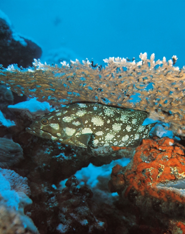 Zackenbarsche | wissen.de