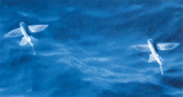 Fliegende Fische aus dem Lexikon | wissen.de