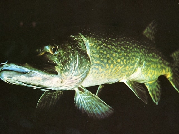 Raubfische | wissen.de