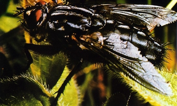 Fliegen (Zweiflügler/Unterordnung) | wissen.de