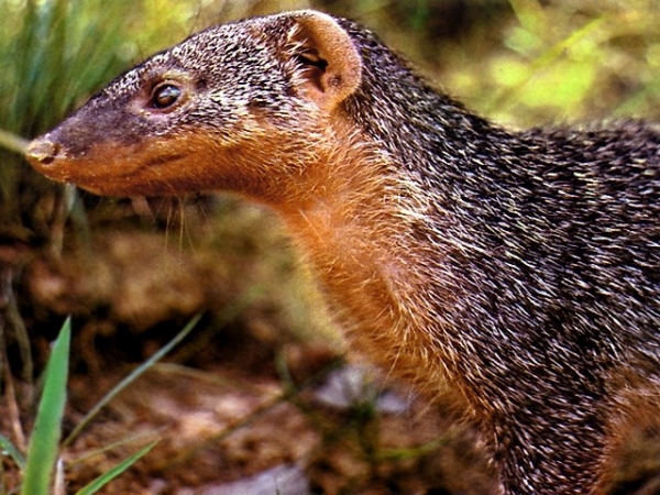 Mangusten | wissen.de