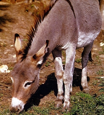 Wildesel | wissen.de