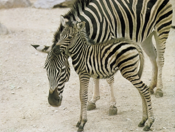 Zebras | wissen.de