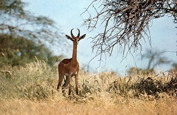 Gazellen | wissen.de