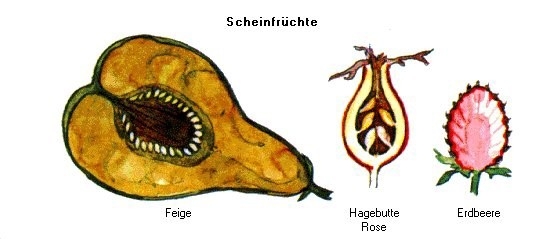 Frucht (Botanik) | wissen.de