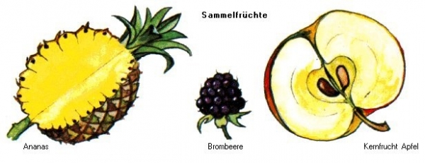 Frucht (Botanik) | wissen.de