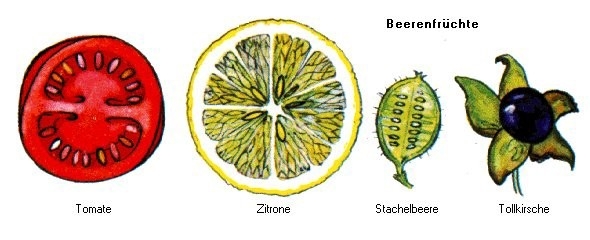 Frucht (Botanik) | wissen.de