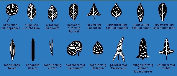 Blatt (Botanik) | wissen.de