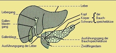 Galle (Anatomie) | wissen.de