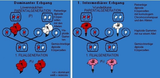 Mendel’sche Gesetze | wissen.de