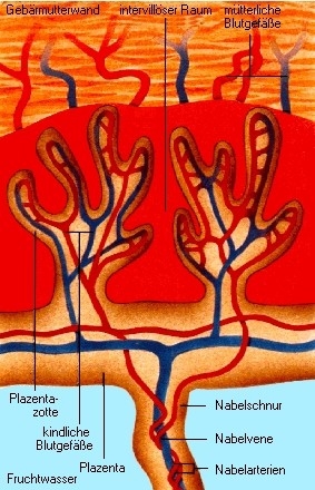 Plazenta (Zoologie) aus dem Lexikon | wissen.de