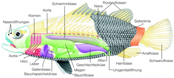 Fische (Zoologie) aus dem Lexikon | wissen.de