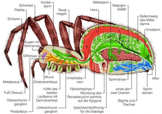 Spinnen (Zoologie) aus dem Lexikon | wissen.de