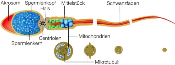 Samenzelle aus dem Lexikon | wissen.de