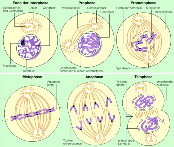 Zellkern aus dem Lexikon | wissen.de