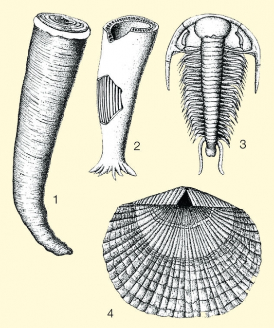 Fossilien aus dem Lexikon | wissen.de