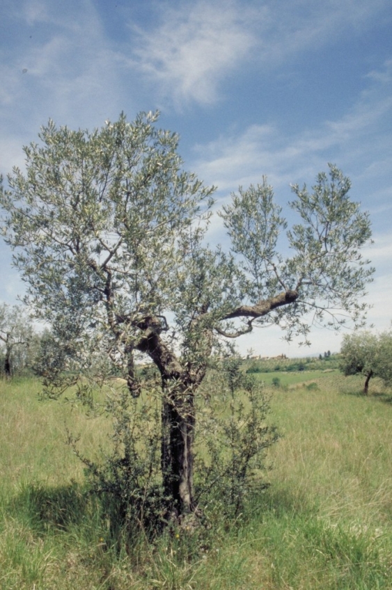 Ölbaum aus dem Lexikon | wissen.de