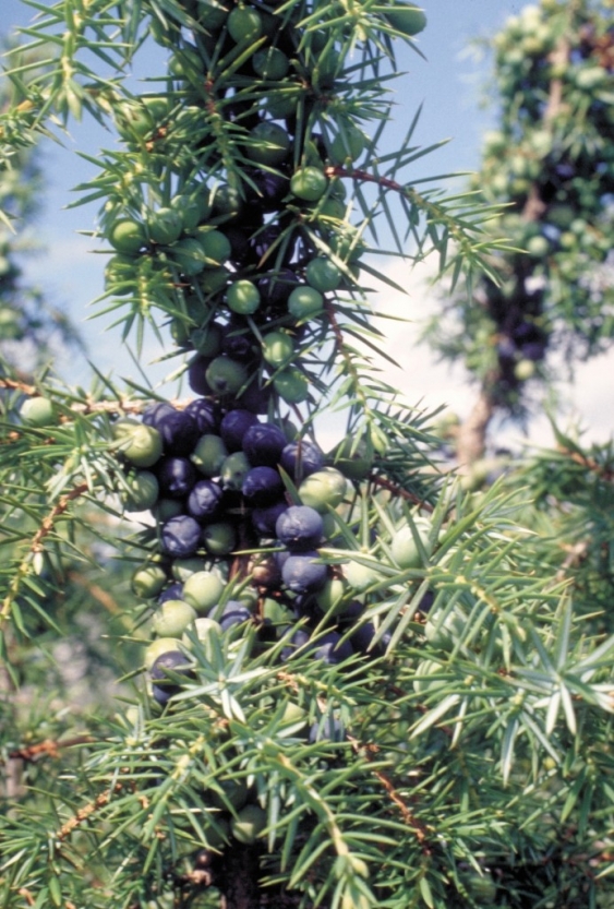 Zeder aus dem Lexikon | wissen.de