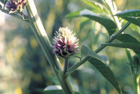 Lakritze aus dem Lexikon | wissen.de
