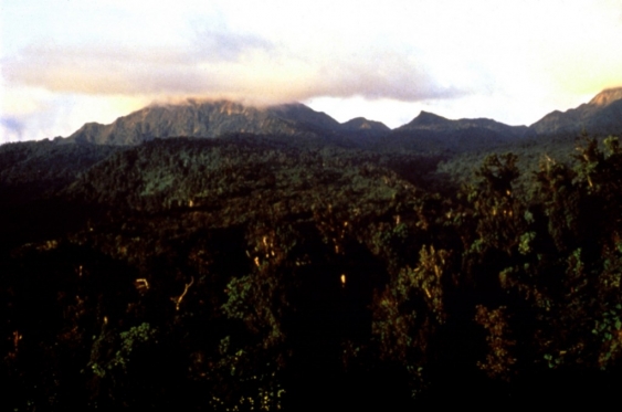 Regenwald aus dem Lexikon | wissen.de