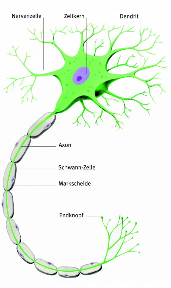 Axon, aus dem Gesundheitslexikon | Gesundheit, Medizin und Heilkunde ...