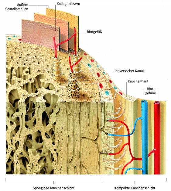 Knochen, Histologie, aus dem Gesundheitslexikon | Gesundheit, Medizin ...