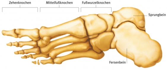 Knochen, Anatomie, aus dem Gesundheitslexikon | Gesundheit, Medizin und ...