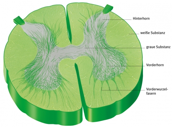 Rückenmark, aus dem Gesundheitslexikon | Gesundheit, Medizin und ...