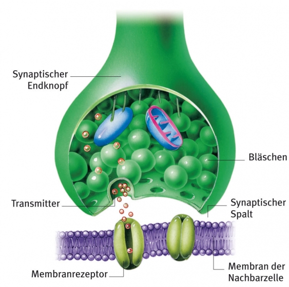 Synapse, aus dem Gesundheitslexikon | Gesundheit, Medizin und Heilkunde ...