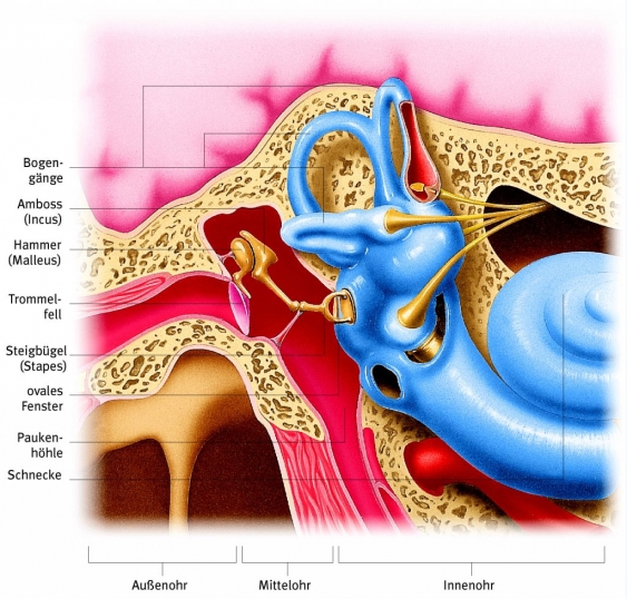 Ohr, aus dem Gesundheitslexikon | Gesundheit, Medizin und Heilkunde auf ...