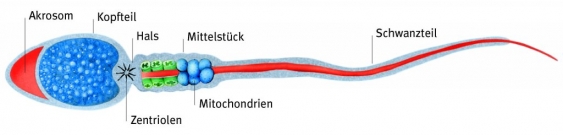 Spermium, aus dem Gesundheitslexikon | Gesundheit, Medizin und ...