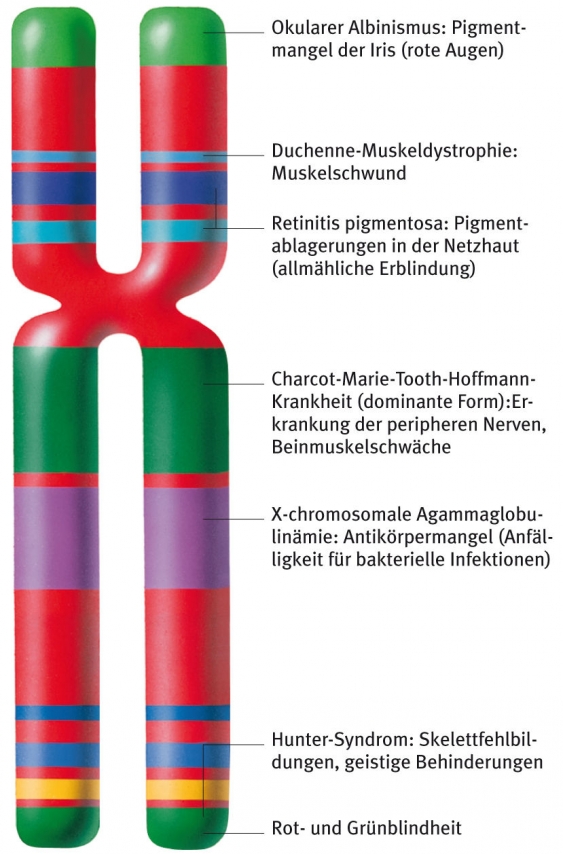 Chromosom, aus dem Gesundheitslexikon | Gesundheit, Medizin und ...