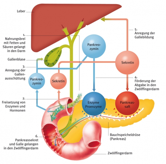 Pankreas, aus dem Gesundheitslexikon | Gesundheit, Medizin und ...