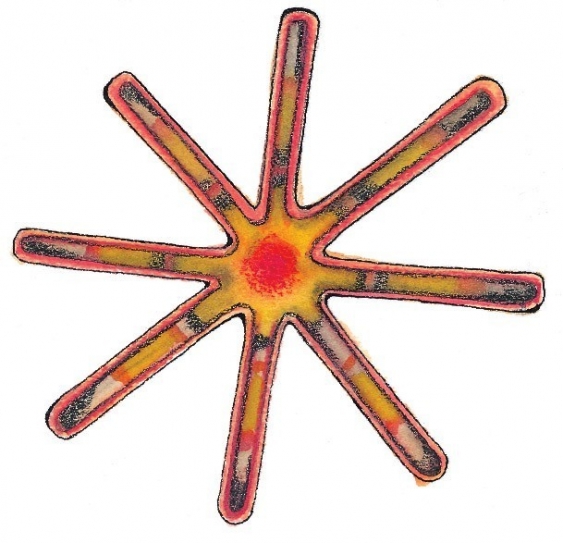 Algen aus dem Lexikon | wissen.de