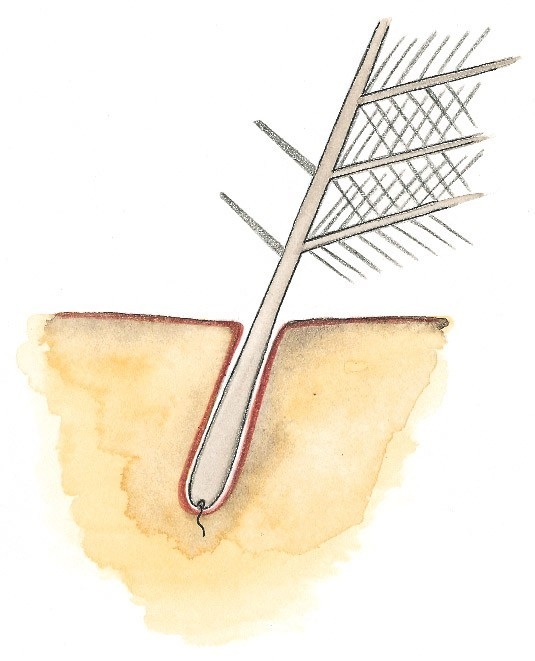 Feder (Zoologie) aus dem Lexikon | wissen.de