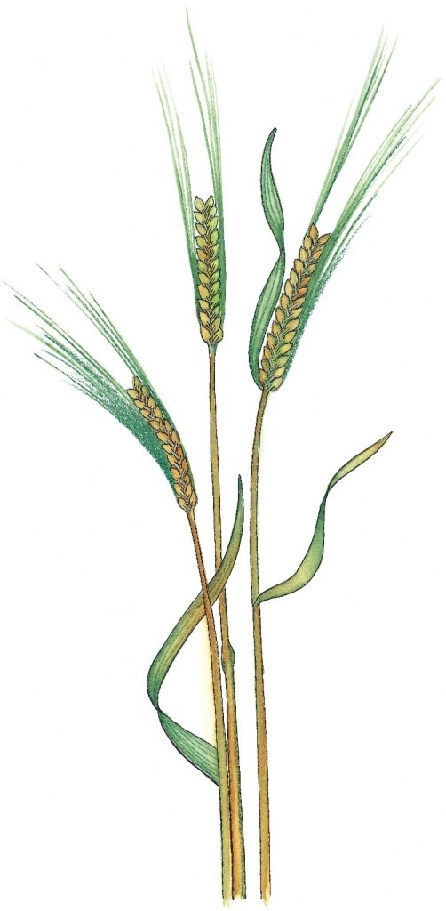 Gerste aus dem Lexikon | wissen.de