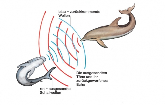 Schall aus dem Lexikon | wissen.de
