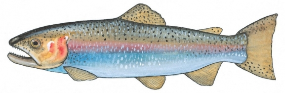 Forelle aus dem Lexikon | wissen.de