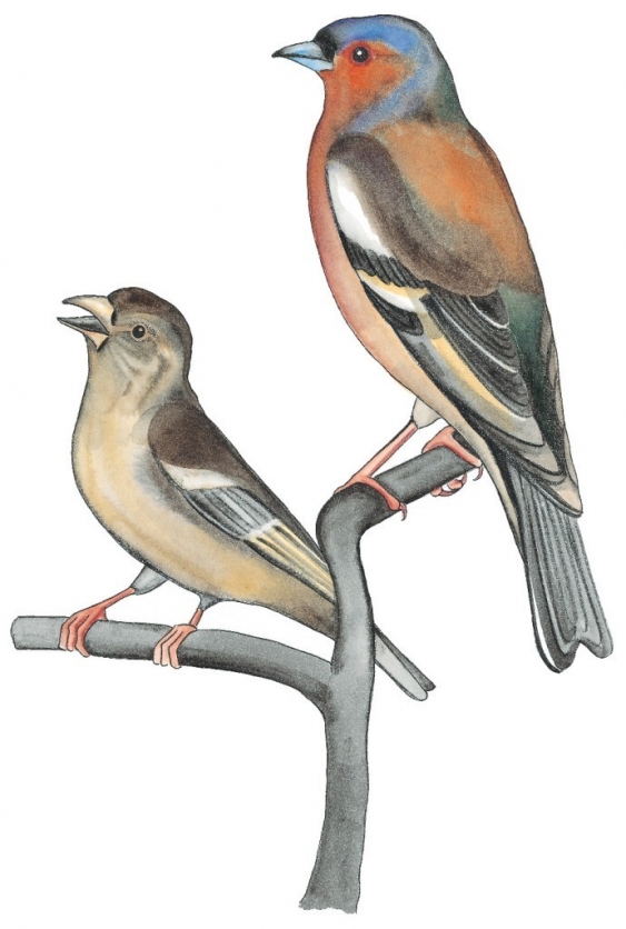 Finken aus dem Lexikon | wissen.de