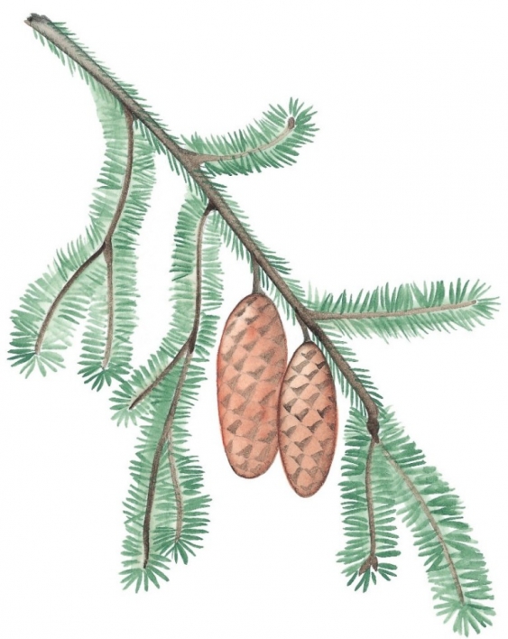 Fichte (Botanik) aus dem Lexikon | wissen.de