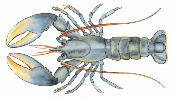 Hummer aus dem Lexikon | wissen.de