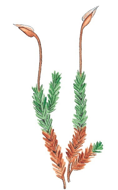 Laubmoose aus dem Lexikon | wissen.de