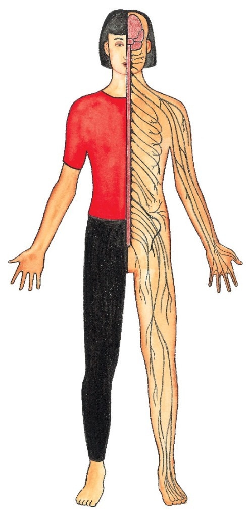 Nervensystem aus dem Lexikon | wissen.de