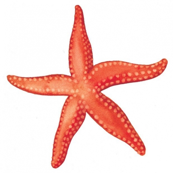 Seesterne aus dem Lexikon | wissen.de